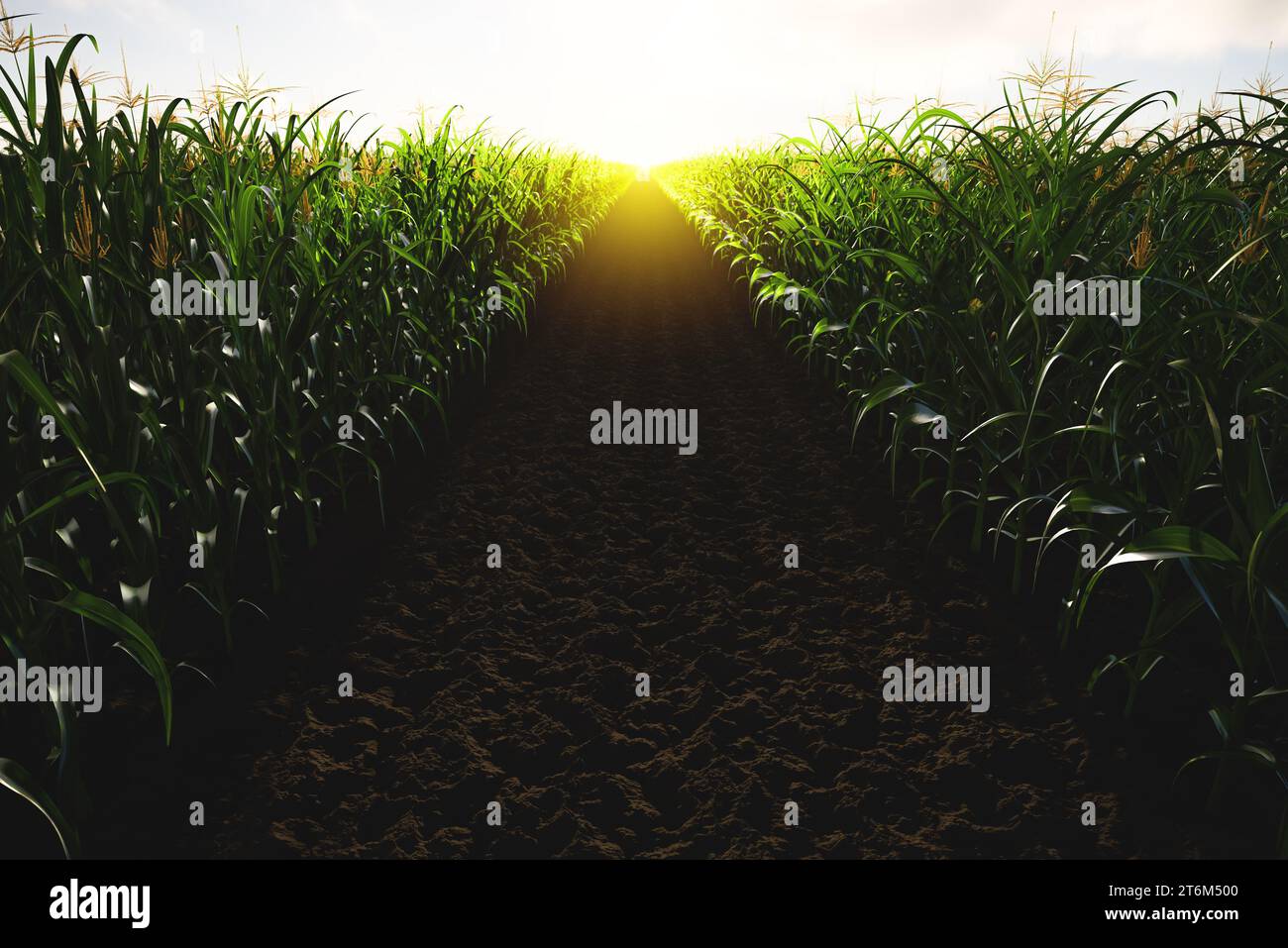 Plants growing sky sunset close up hi-res stock photography and images ...