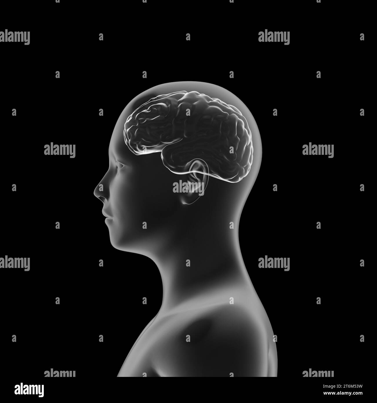 Male anatomy hi-res stock photography and images - Alamy