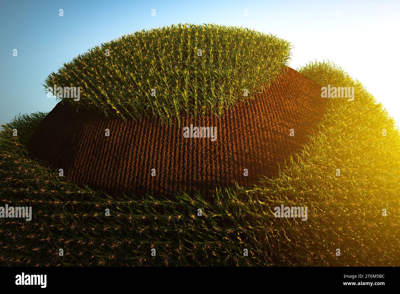 Abstract spherical corn field on a blue background. Corn plants with ...