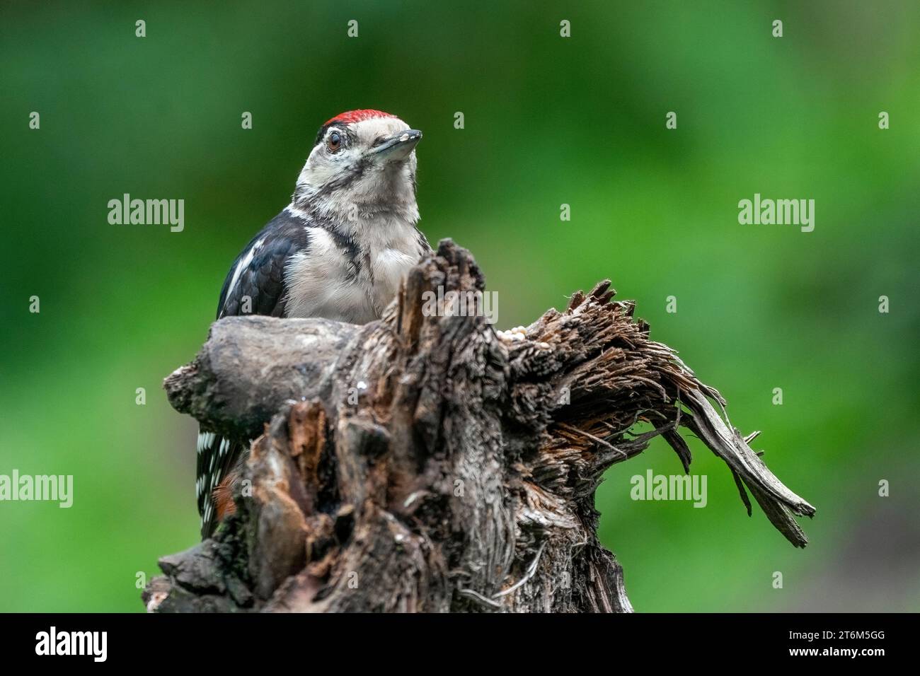 Great woodpecker Dendrocopos major, male of this large bird sitting on ...