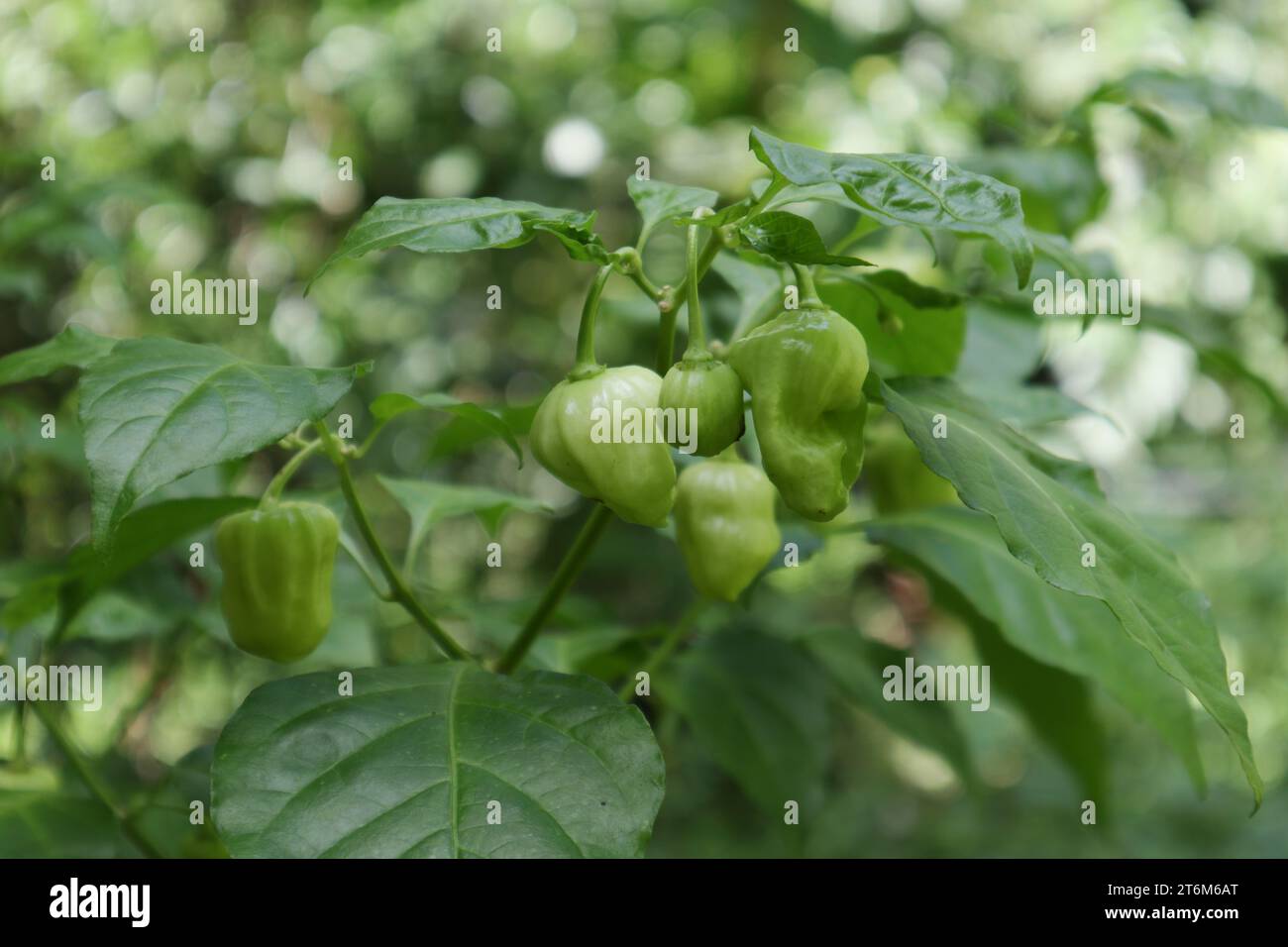 View of the developing green Capsicum Chinense chili fruits growing as ...