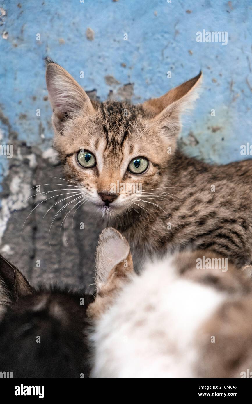 Patchy cat hi-res stock photography and images - Alamy