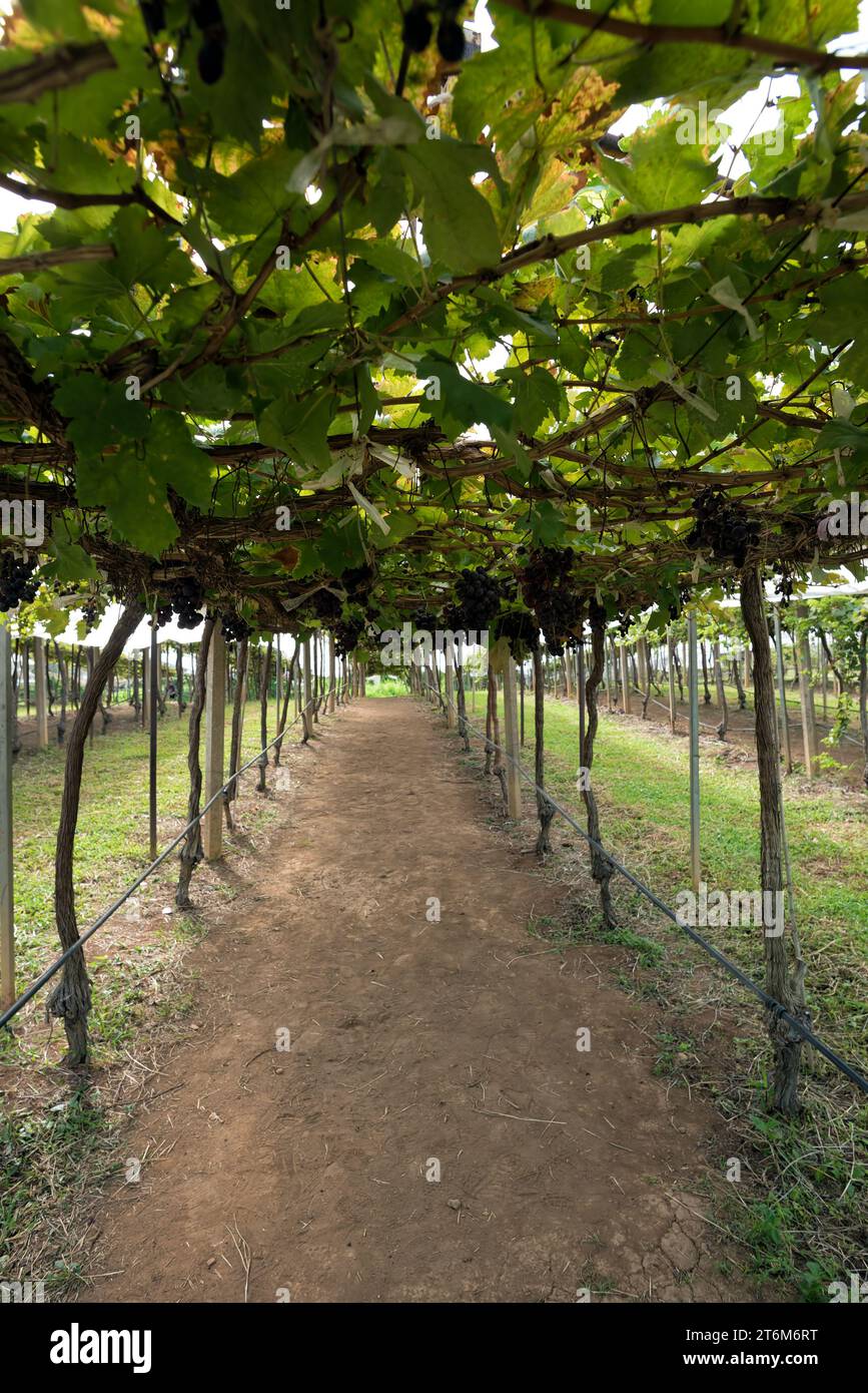 Pb valley hi-res stock photography and images - Alamy