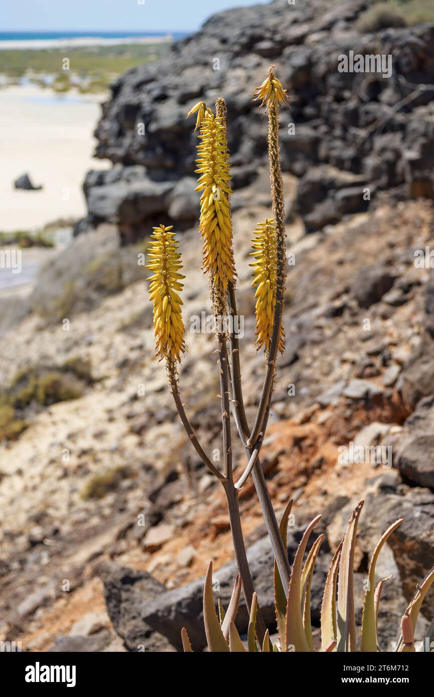Aloe vera. Yellow flowering Aloe plant with the beach, rocks and ...