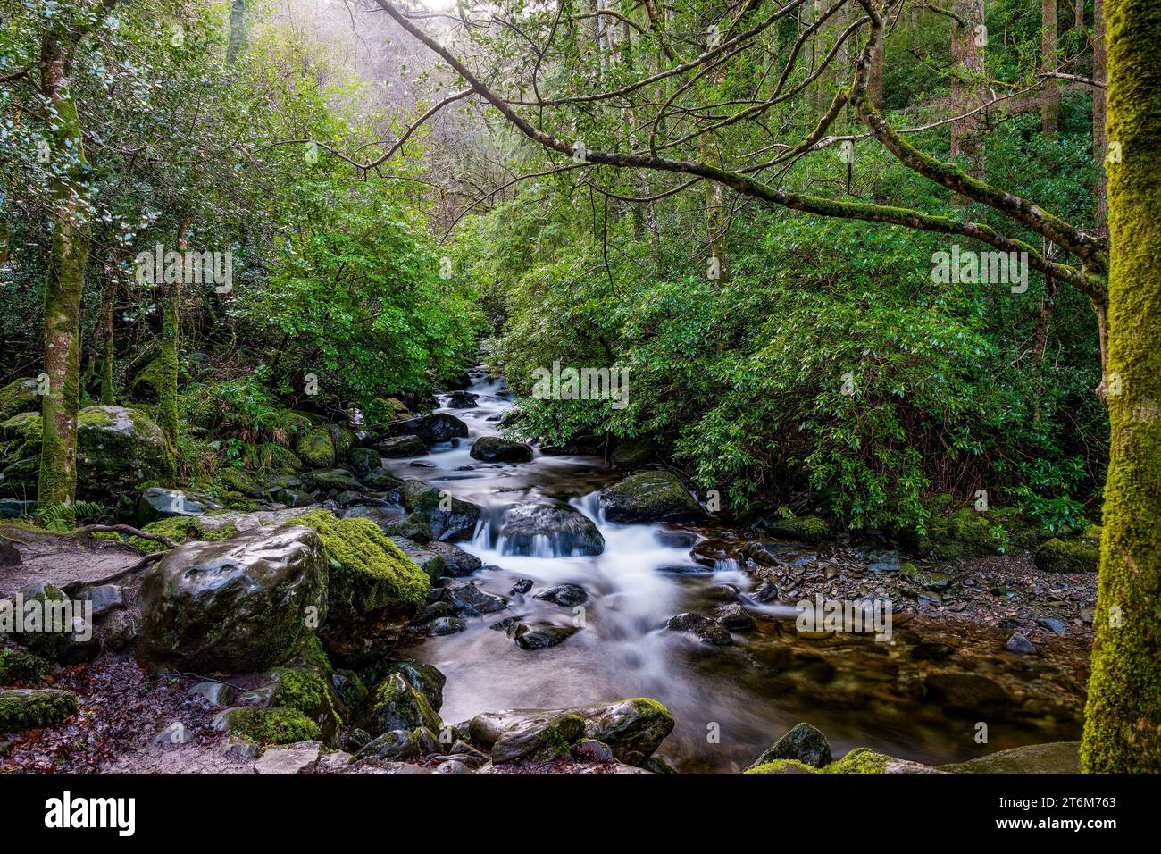 Lush and green Torc Waterfall, lower section in Killarney, County Kerry ...
