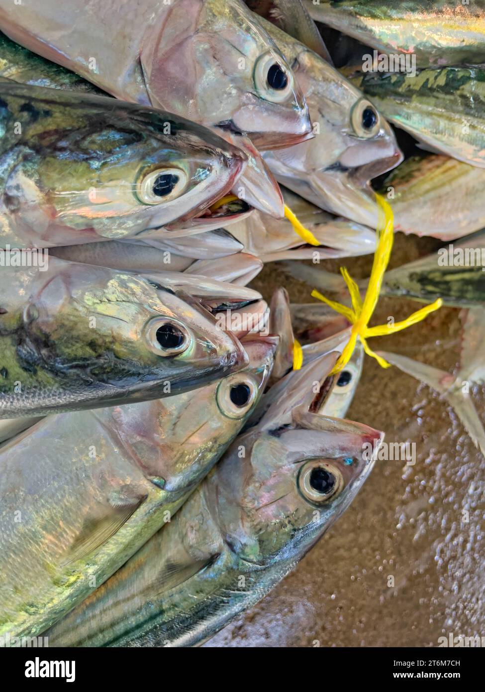 Close up of Mackerel fish packet inside the town market in Victoria ...
