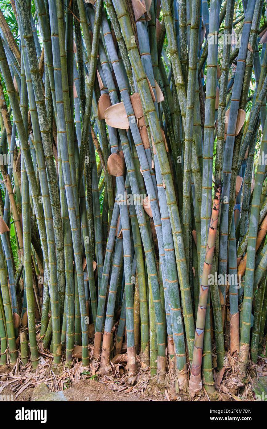 Huge bamboo trees inside the spice garden, Mahe, Seychelles Stock Photo ...