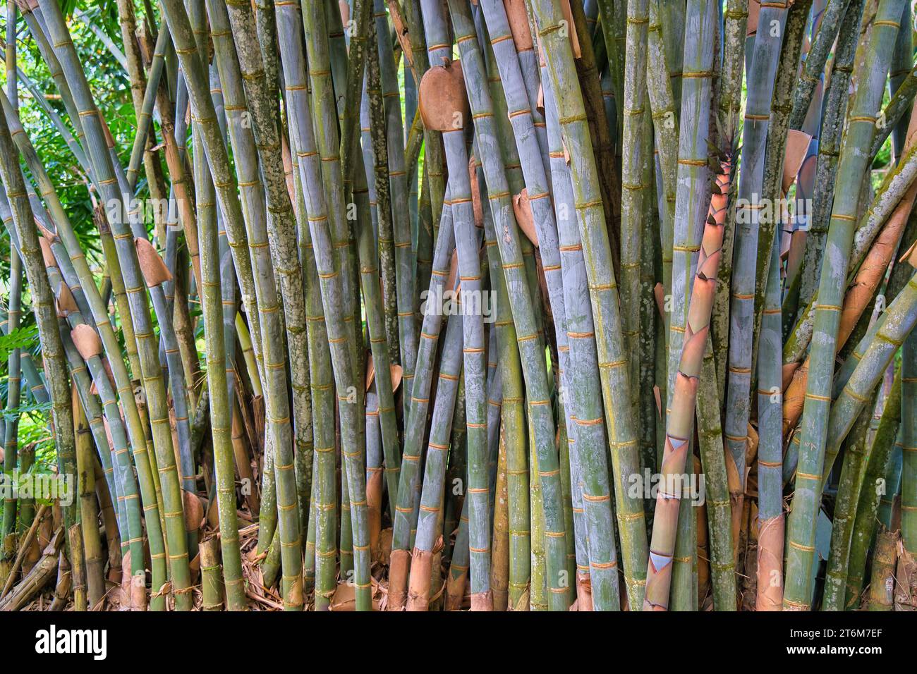 Huge bamboo trees inside the spice garden, Mahe, Seychelles Stock Photo ...