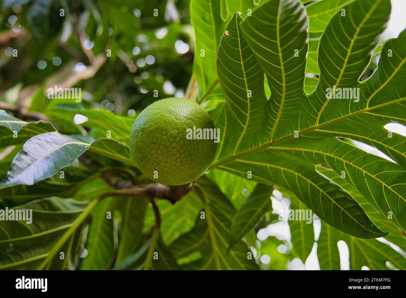 Bread fruit tree inside the spice garden, Mahe, Seychelles Stock Photo ...