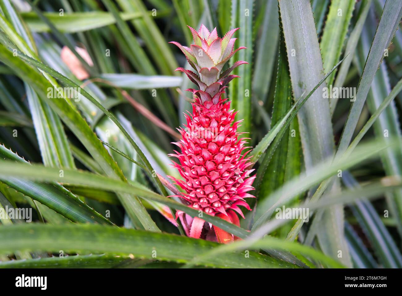 Red pineapple, Victoria pineapple inside the spice garden, Mahe ...