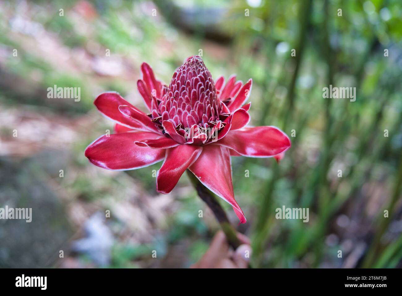 Close up of the torch ginger flower inside the spice garden, Mahe, Seychelles Stock Photo - Alamy