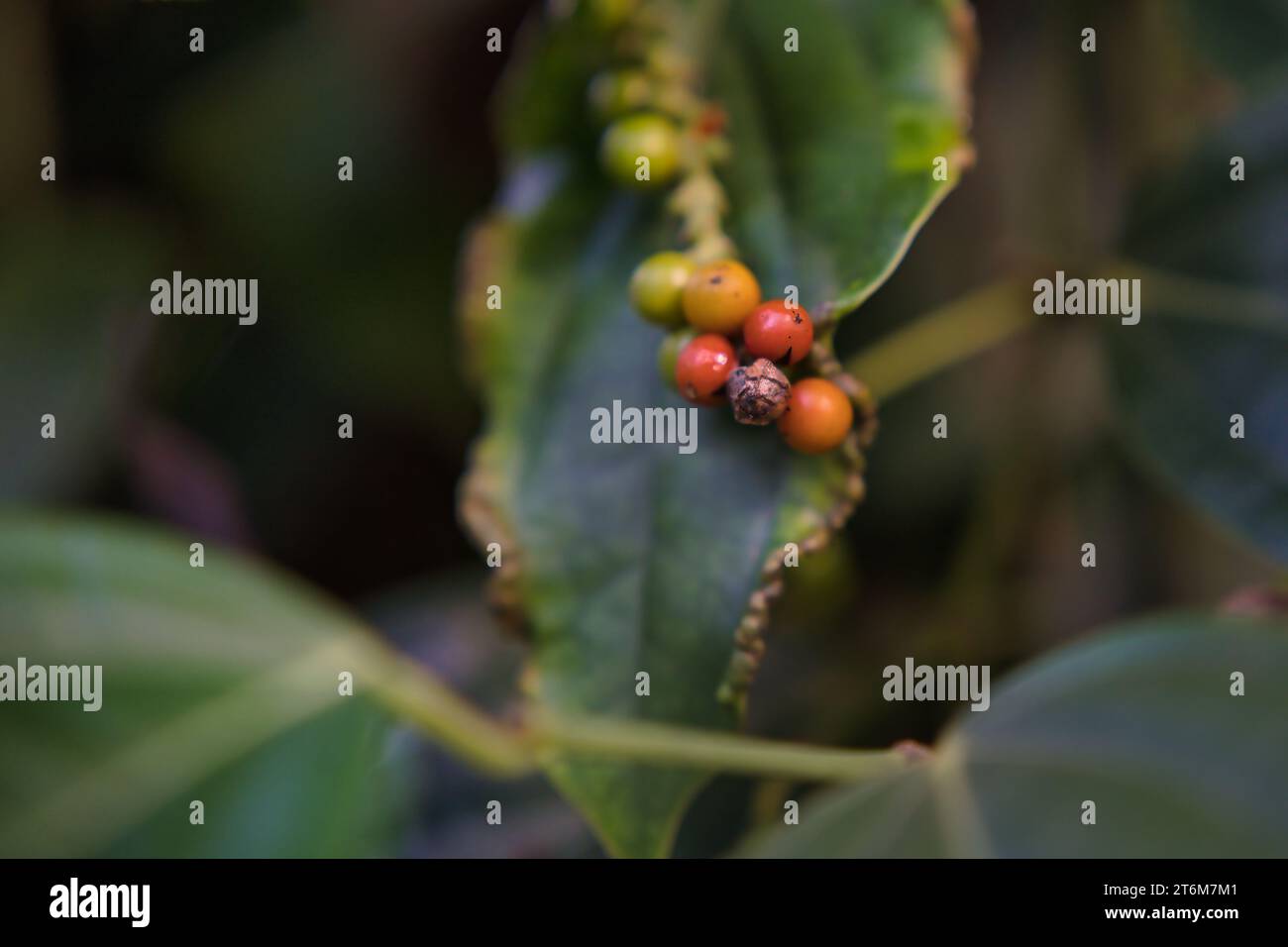 Black peppers. growing inside the spice garden, Mahe, Seychelles Stock ...