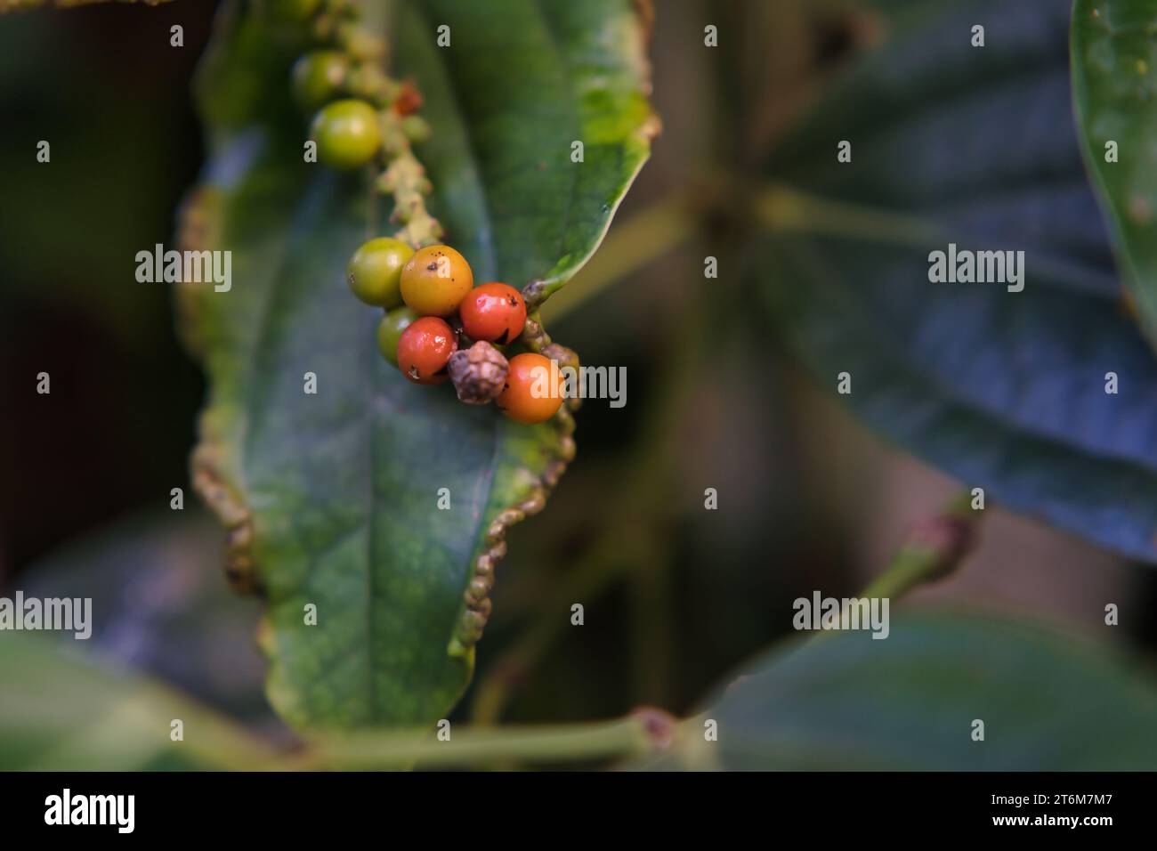 Black peppers. growing inside the spice garden, Mahe, Seychelles Stock ...