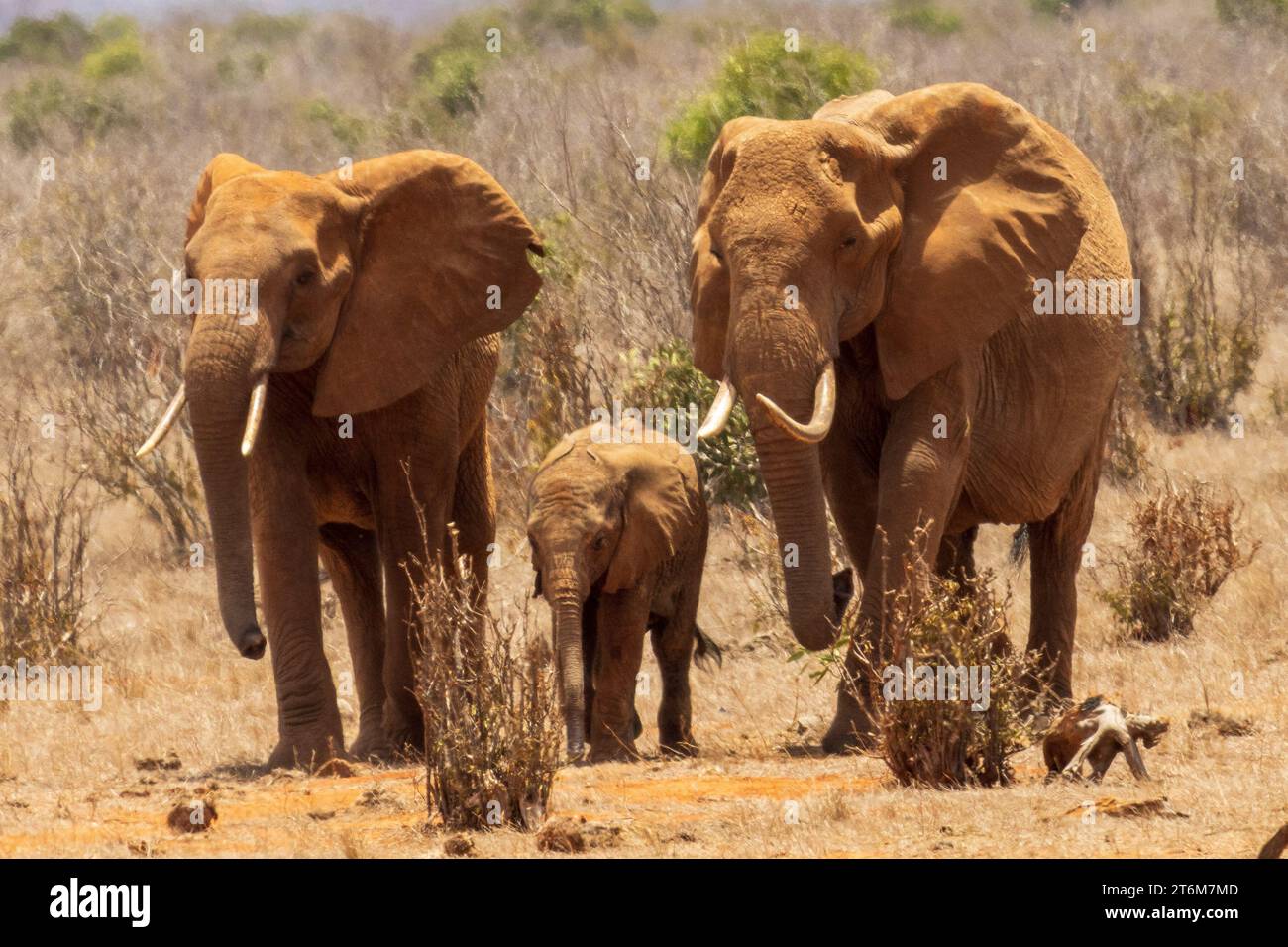 Three African Bush Elephants Stock Photo - Alamy