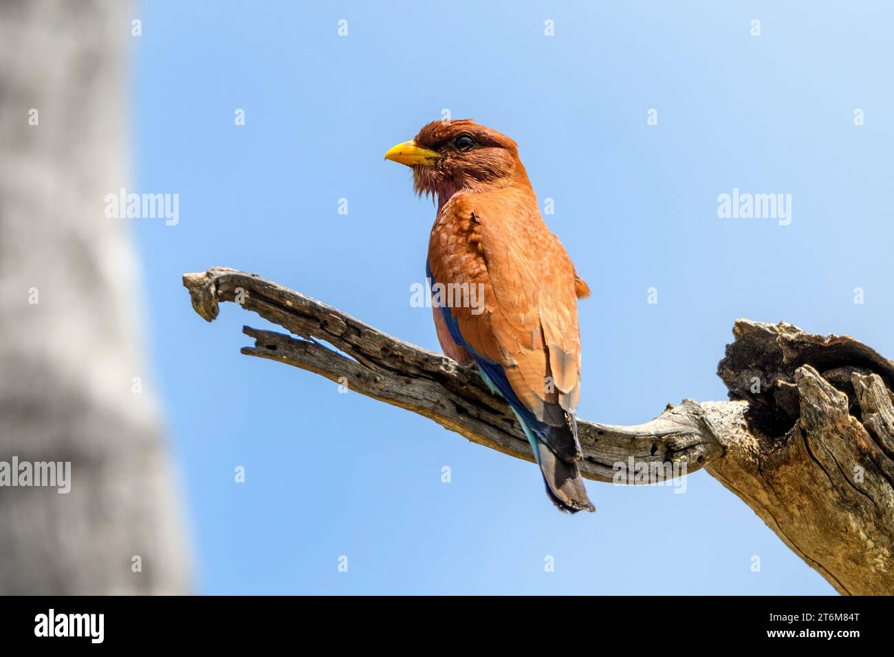 Broad-billed roller (Eurystomus glaucurus) from Punda Maria area ...