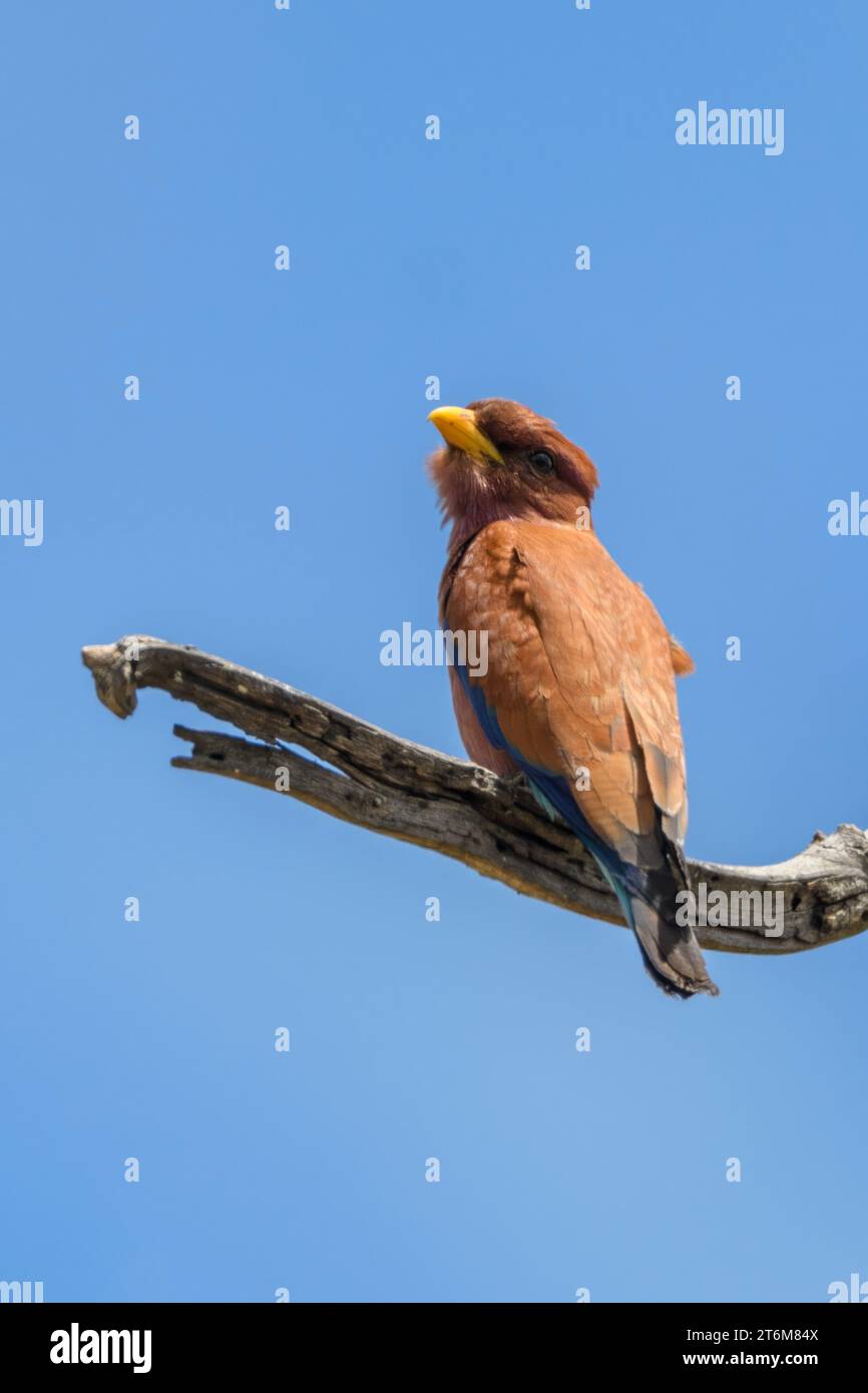 Eurystomus hi-res stock photography and images - Alamy
