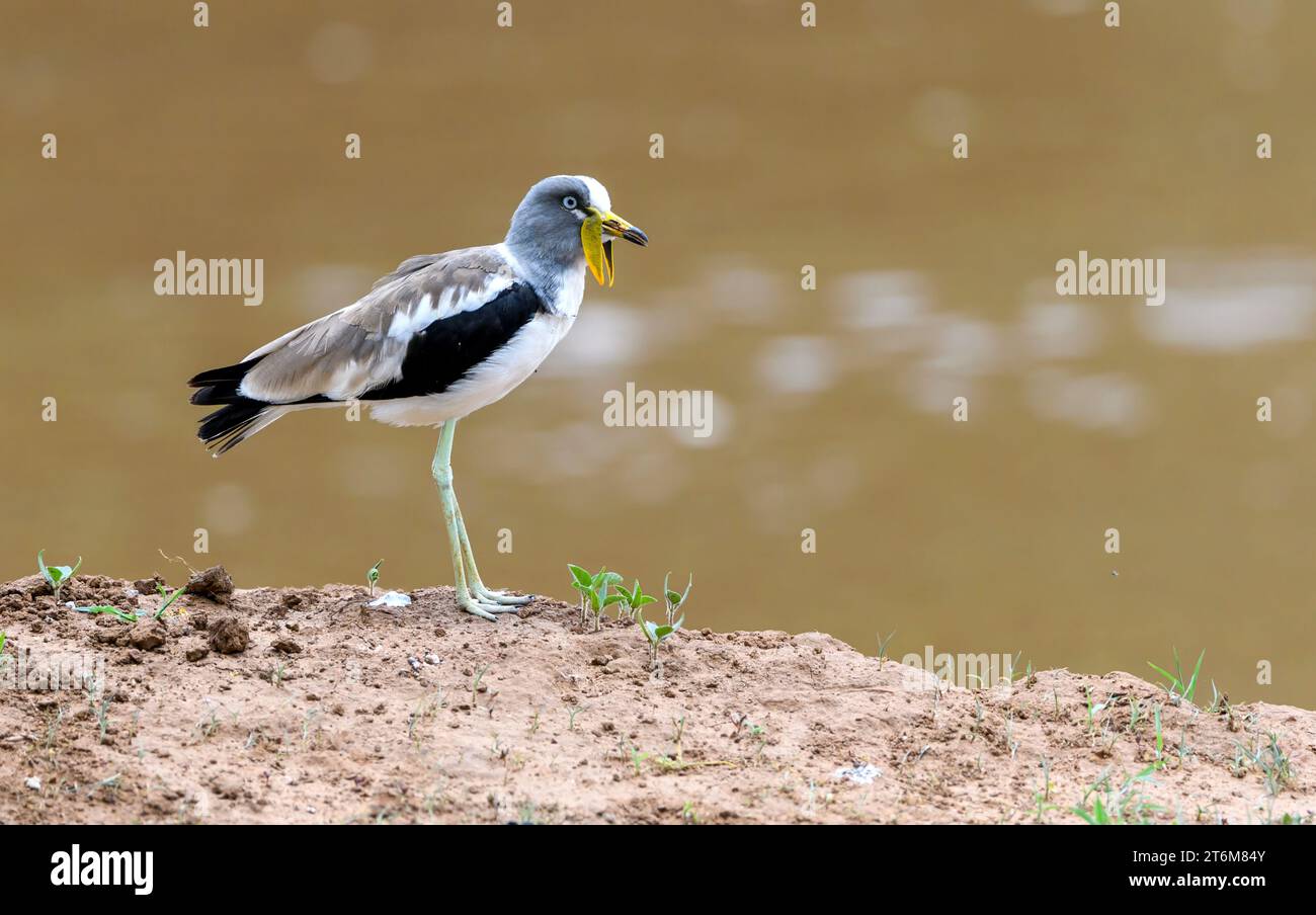 White-crowned lapwings (Vanellus albiceps) from Punda Maria area ...
