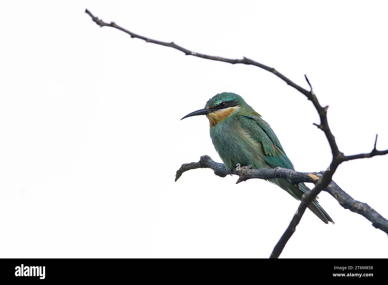 Blue-cheeked Bee-eater (Merops persicus, juvenile) from Punda Maria ...