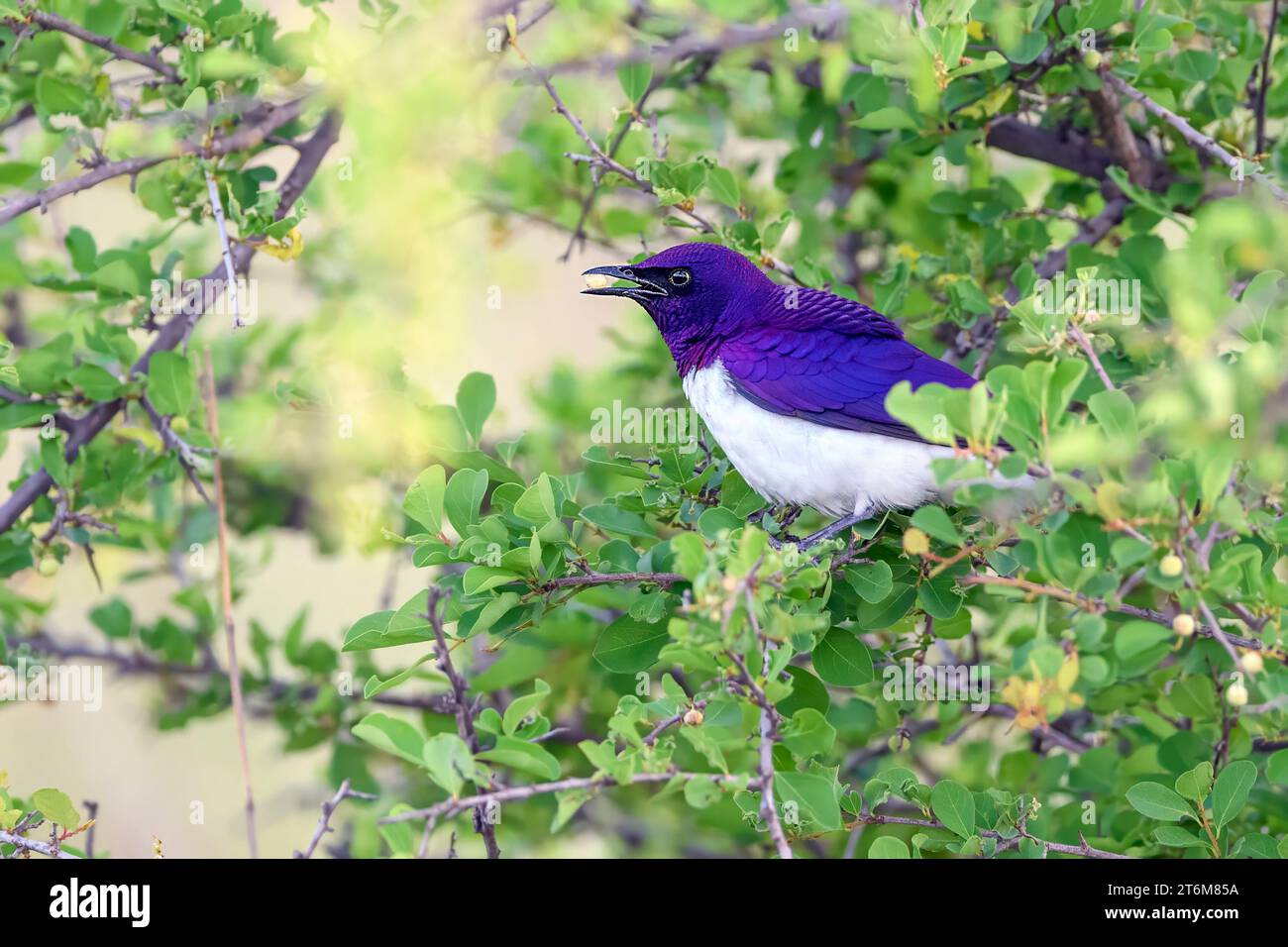 Violet-backed starling (Cinnyricinclus leucogaster), male, from Kruger ...