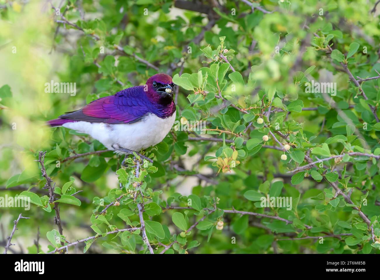 Violet-backed starling (Cinnyricinclus leucogaster), male, from Kruger ...
