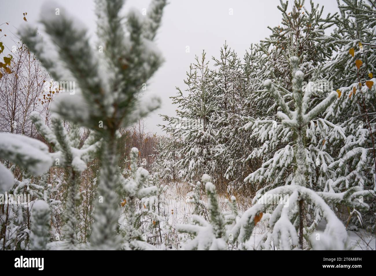 Flakes of snow falling down winter landscape. Winter is Coming Stock ...