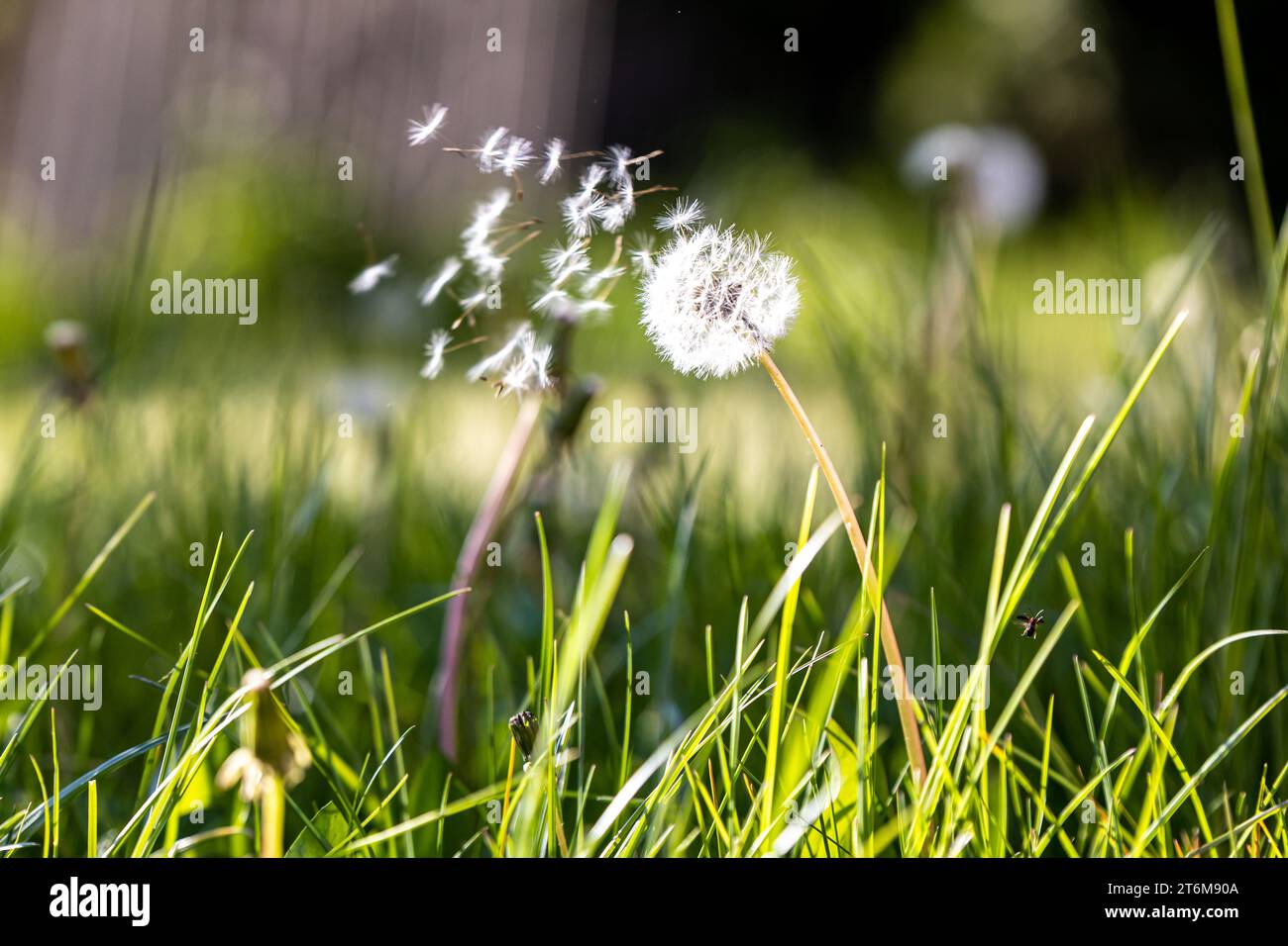 Grass seeds blowing in the wind hi-res stock photography and images - Alamy