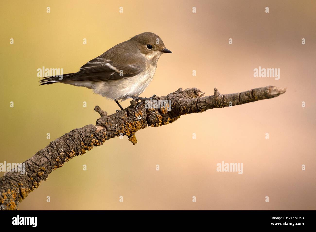 Pied flycatcher in winter plumage at the first light of an autumn day ...