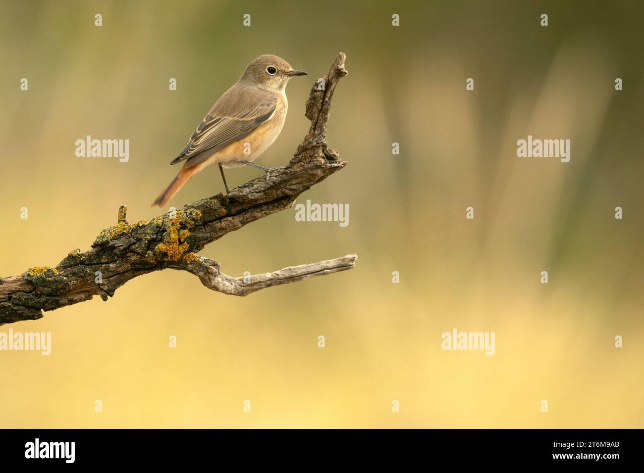 Common redstart female on one of her perches in her breeding territory ...