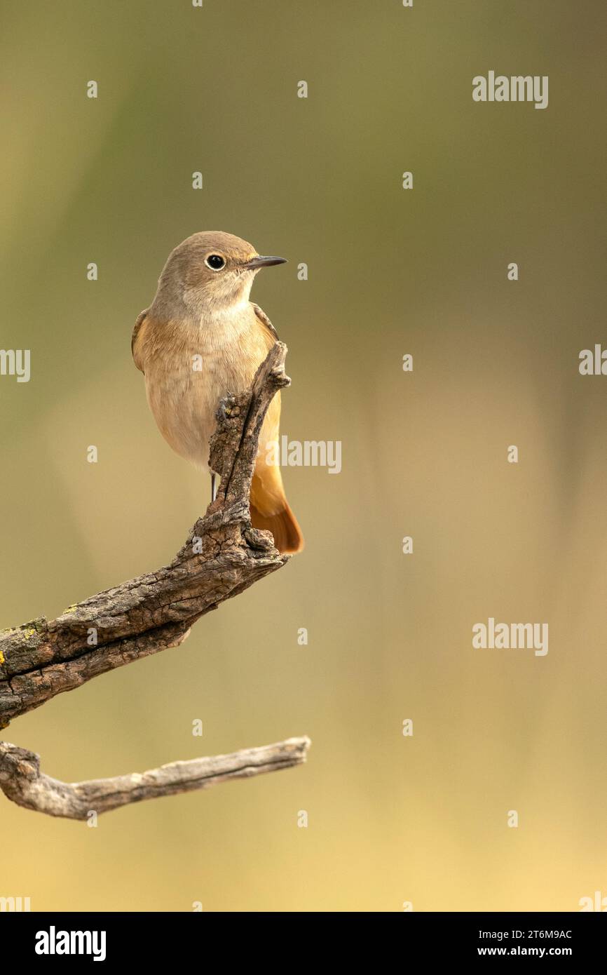 Common redstart female on one of her perches in her breeding territory ...
