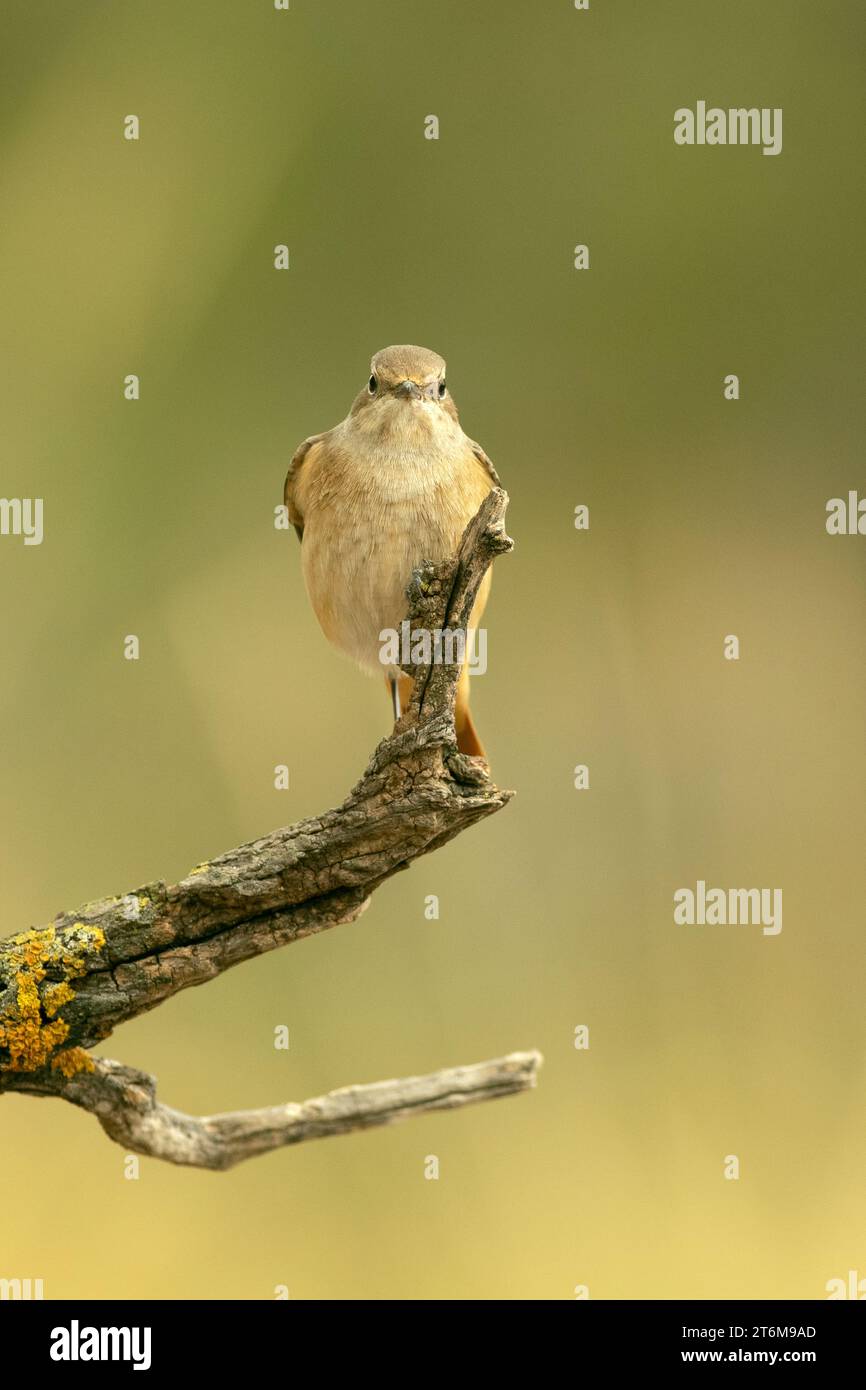 Common redstart female on one of her perches in her breeding territory ...