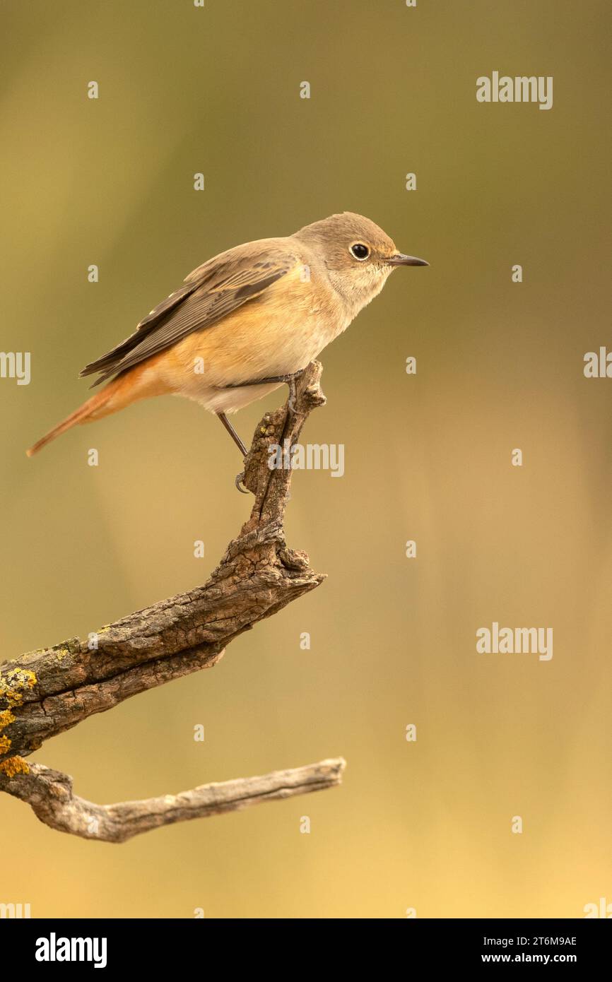 Common redstart female on one of her perches in her breeding territory ...