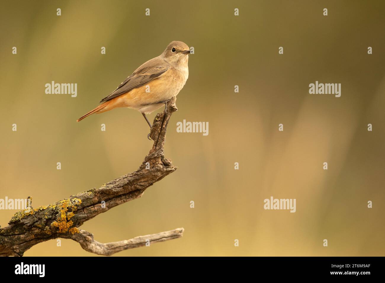 Common redstart female on one of her perches in her breeding territory ...