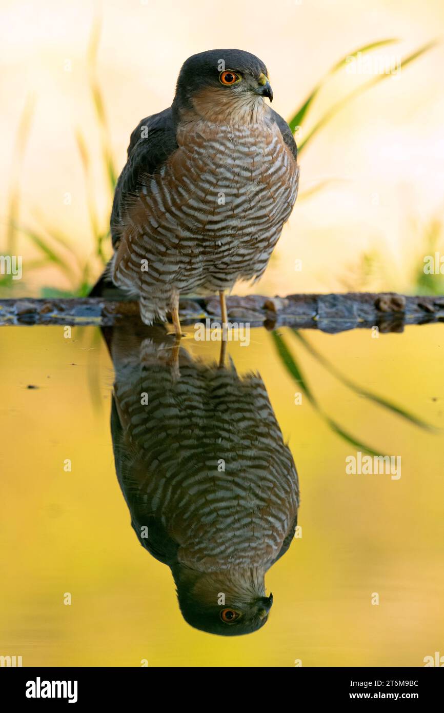 Male Eurasian sparrowhawk bathing at a water point in a Mediterranean ...