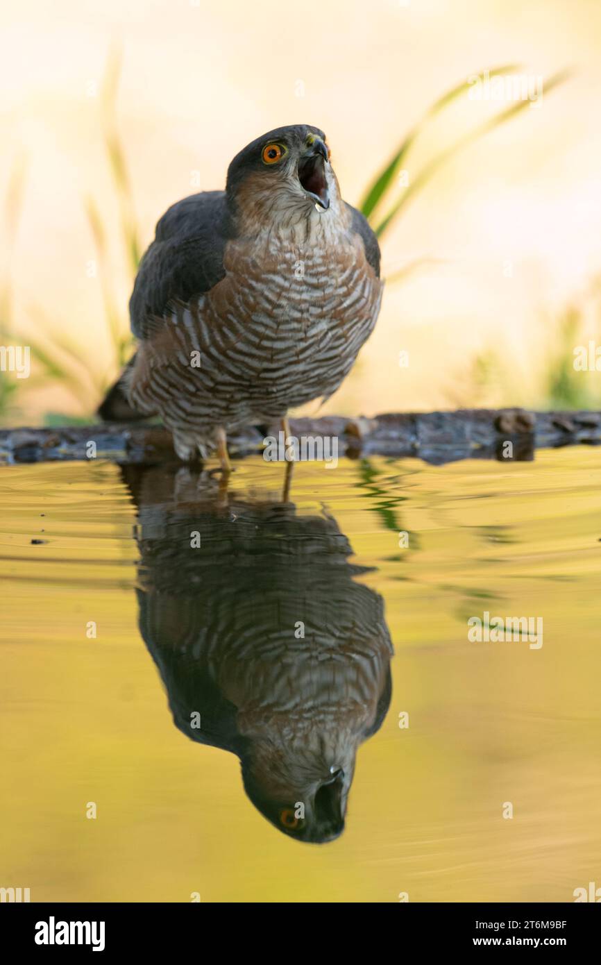 Male Eurasian sparrowhawk bathing at a water point in a Mediterranean ...