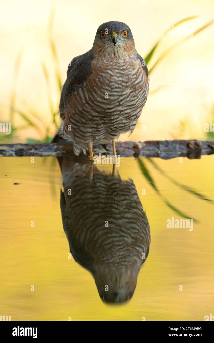 Male Eurasian sparrowhawk bathing at a water point in a Mediterranean ...