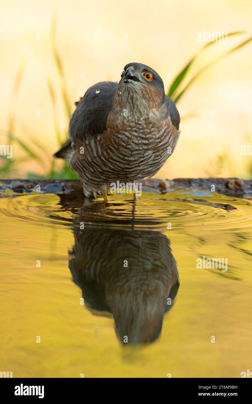 Male Eurasian sparrowhawk bathing at a water point in a Mediterranean ...