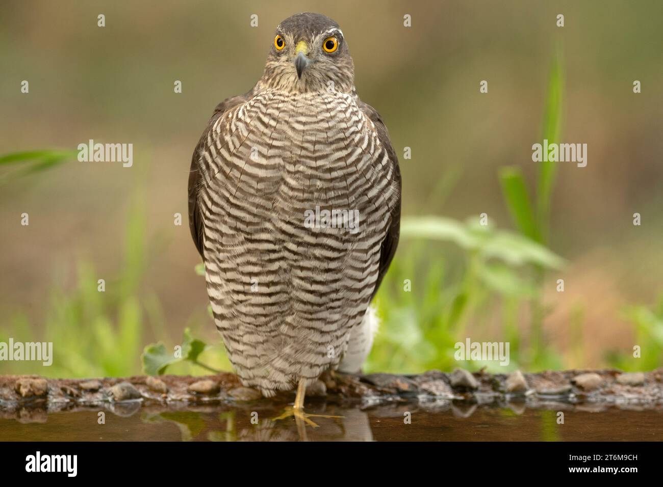 Adult female Eurasian sparrow hawk at a water point within a ...