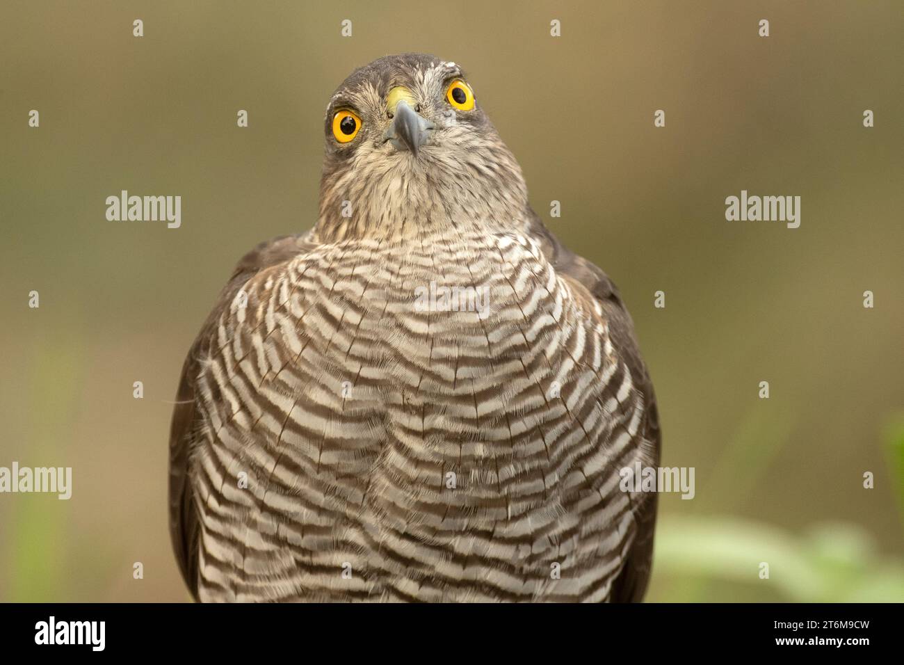 Adult female Eurasian sparrow hawk at a water point within a ...