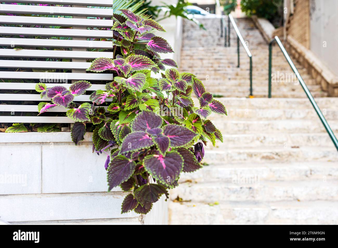 the Coleus in the tub decorates the wall of a residential building ...