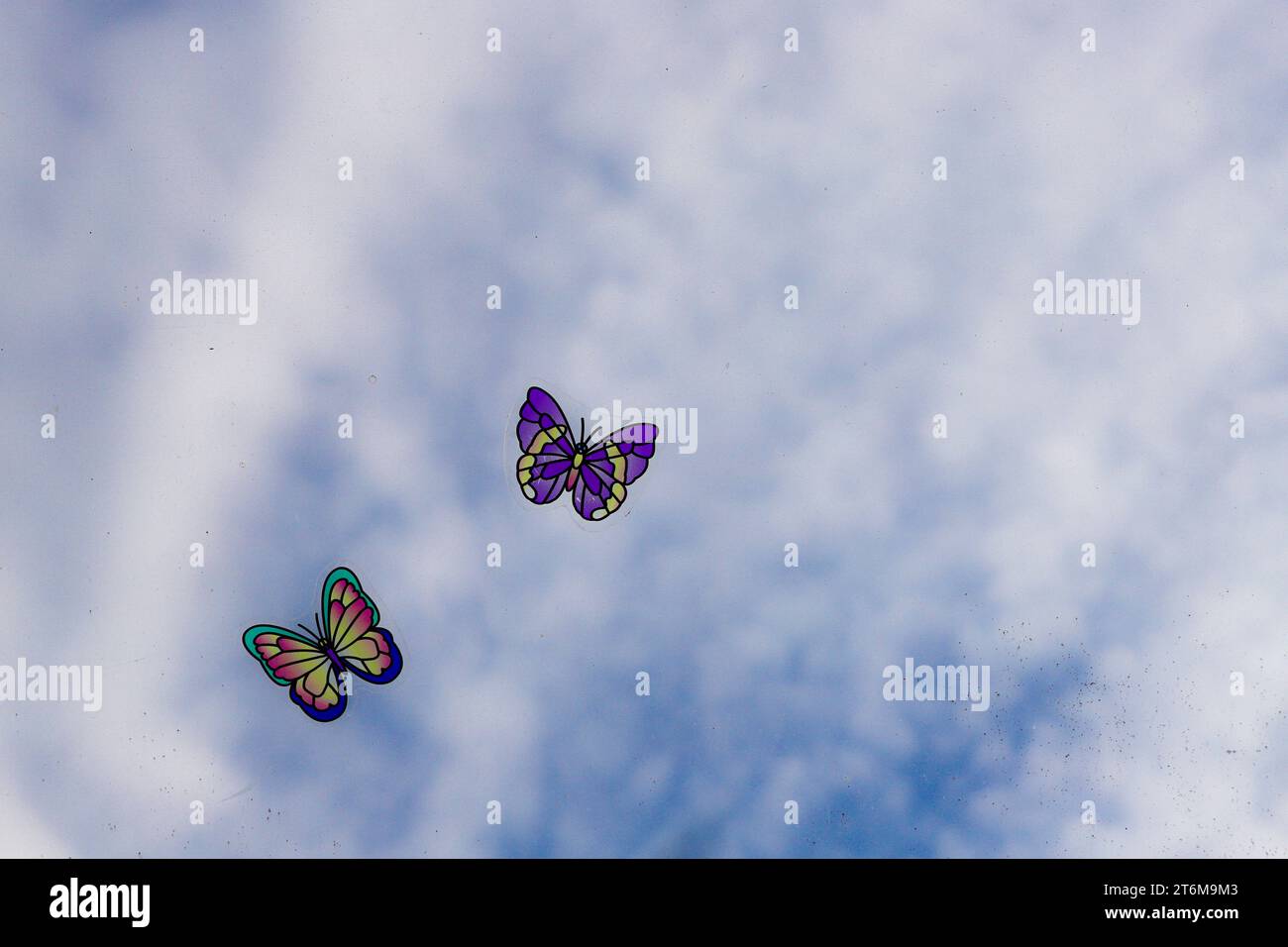 Two Butterflies Flying Together