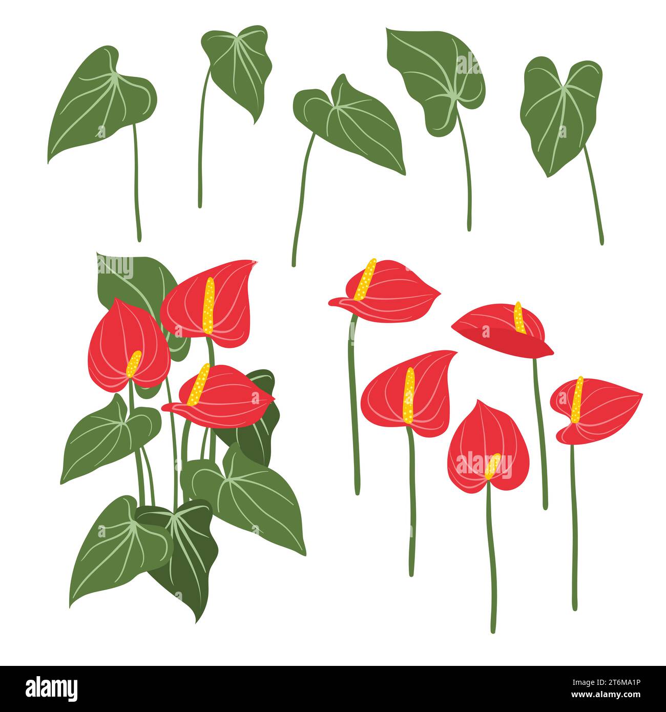 Anthurium vector illustration. Set of red exotic flowers and leaves ...