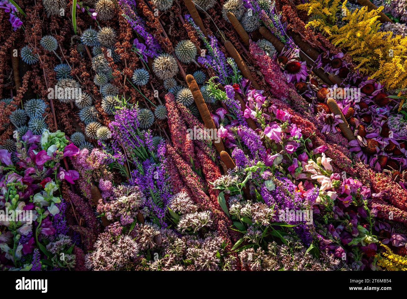 Flowers from cane hi-res stock photography and images - Alamy