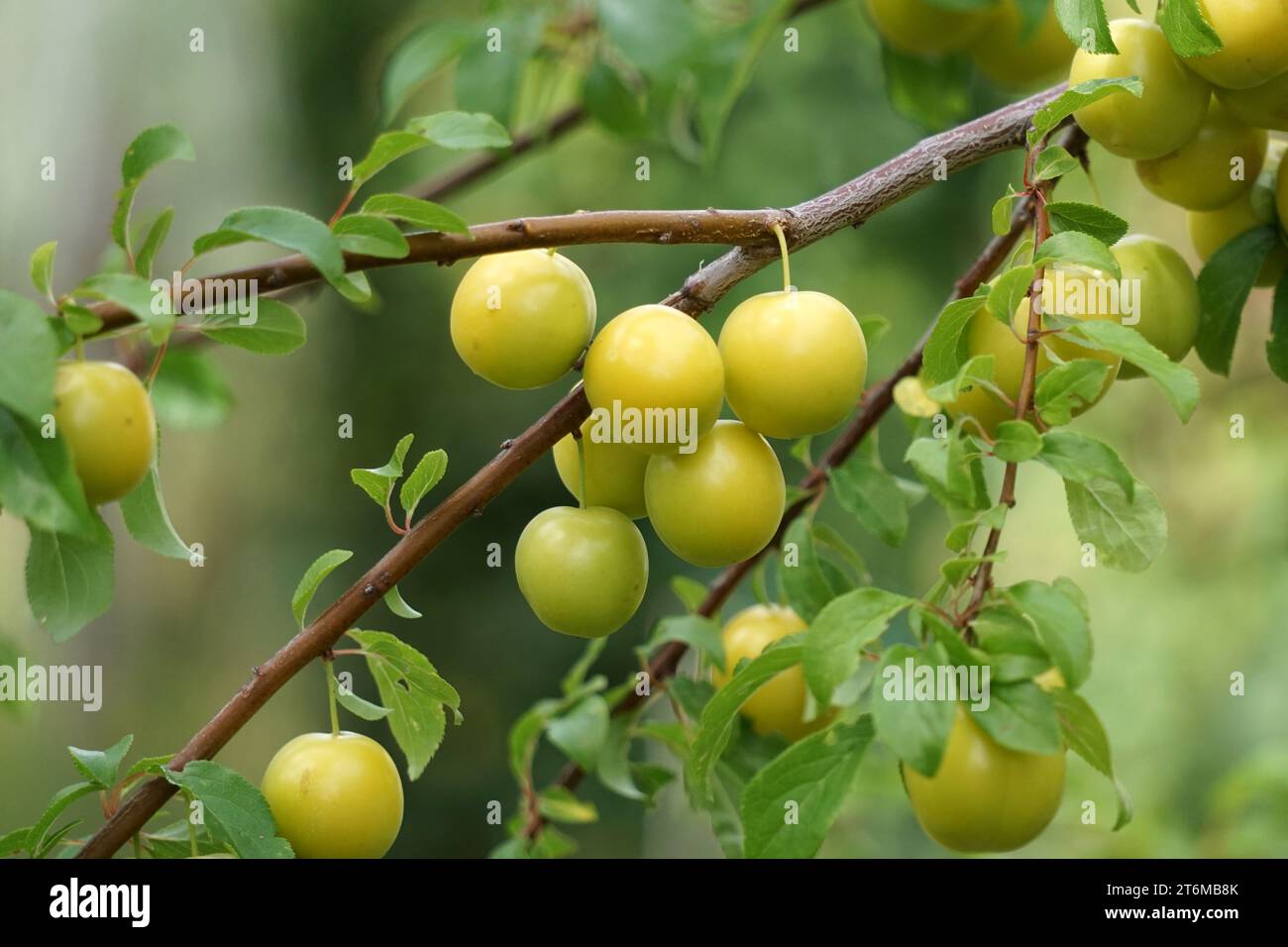 Sweet small fruits hi-res stock photography and images - Alamy