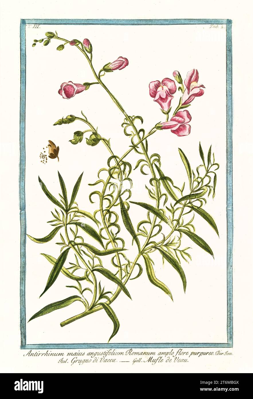 Old illustration of Snapdragon (Anthirrinum majus). By G. Bonelli on ...