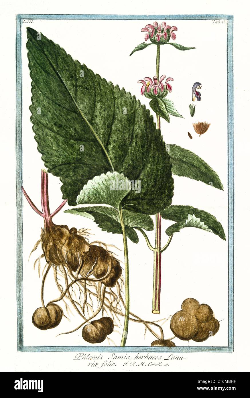 Old illustration of Phlomis samia. By G. Bonelli on Hortus Romanus ...