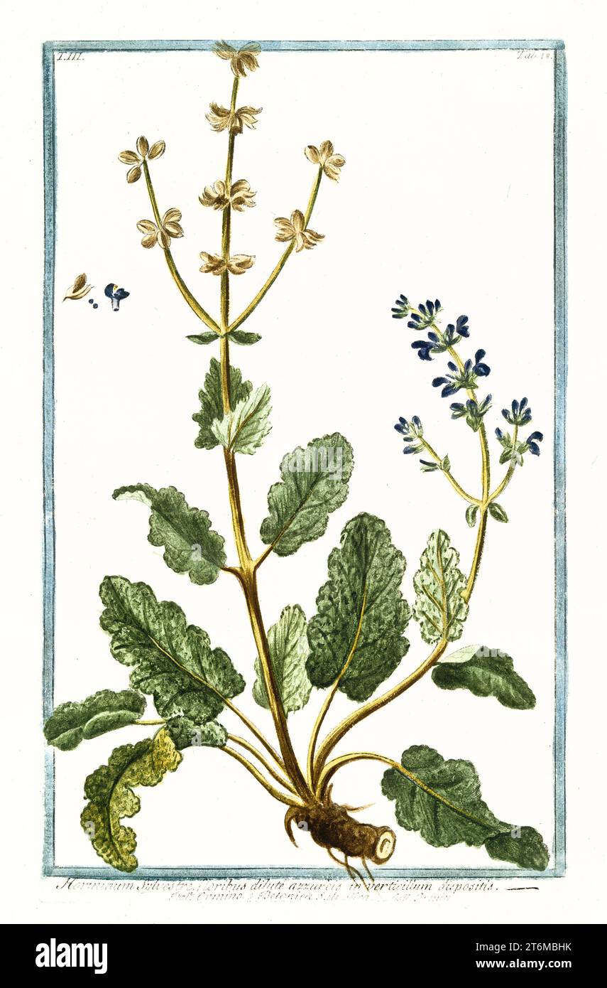 Wild clary drawing hi-res stock photography and images - Alamy