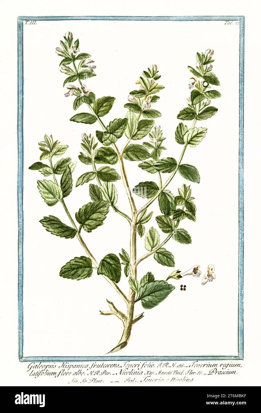 Old illustration of Galeopsis tetrahit (Common hemp-nettle). By G ...