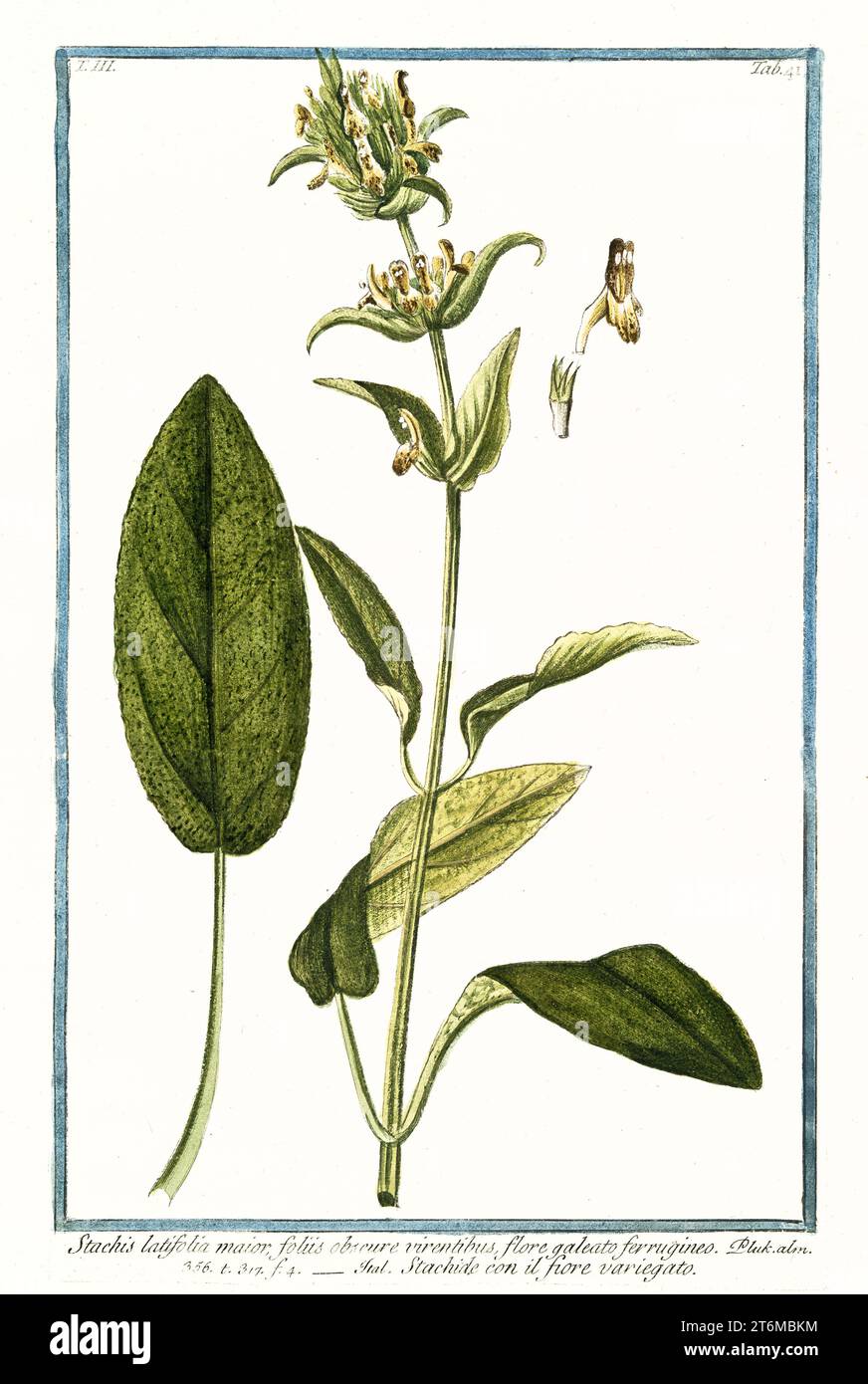 Old illustration of Stachys latifolia. By G. Bonelli on Hortus Romanus ...