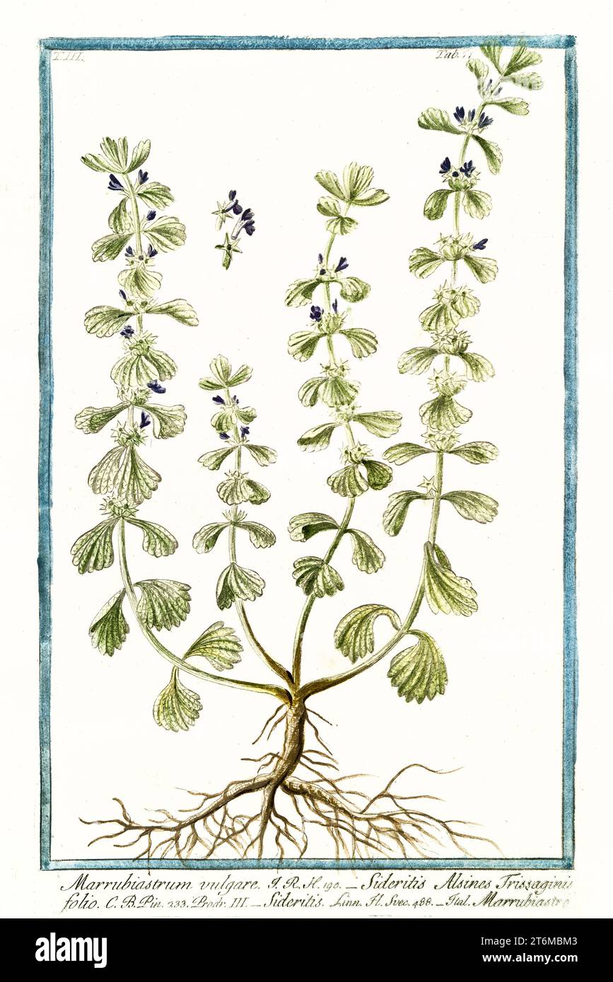 Old illustration of Marrubiatrum vulgare. By G. Bonelli on Hortus ...