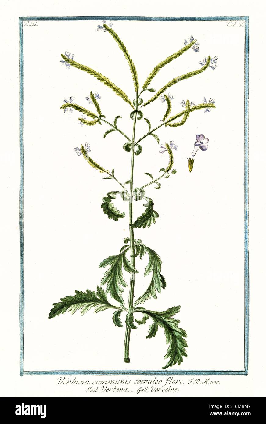 Verbena officinalis old illustration hi-res stock photography and ...